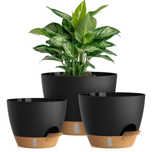 Put this flowering houseplant beside your bananas to encourage a second ...
