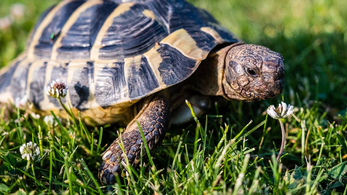 Watch Fig the tortoise do a hilarious butt wiggle during her hose bath