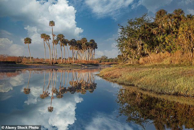 Woman dies after alligator attack in Florida