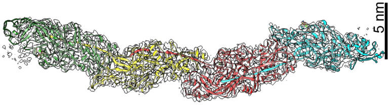 Cryo-EM helps identify the mechanisms of dental plaque formation
