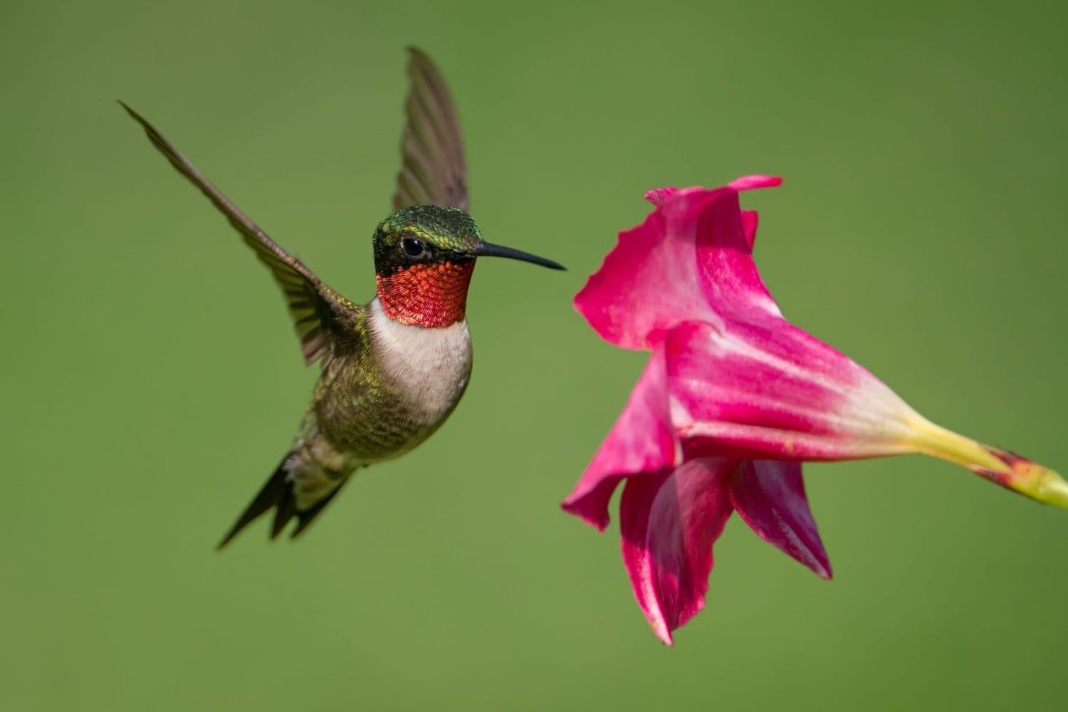 Turn your backyard into a hummingbird paradise with these tips