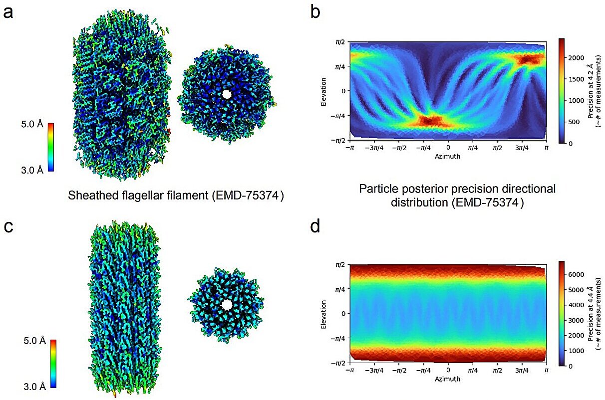 'Atomic zoom' brings gum disease bacteria into sharp focus