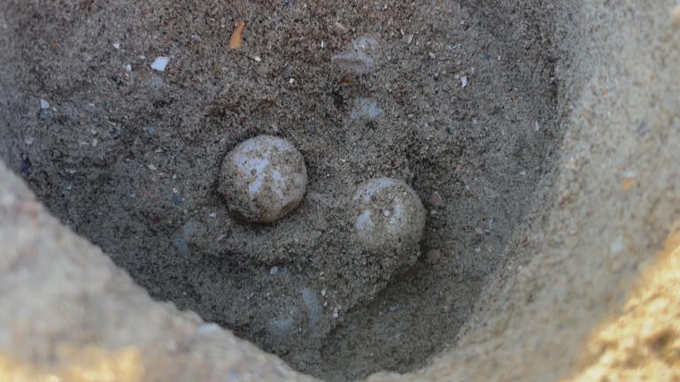 Shell yeah: Tybee Island hits sea turtle nesting season record