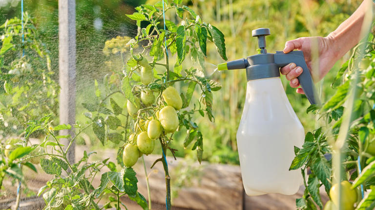 Why you need to prune tomato plants and how to repurpose those trimmed ...