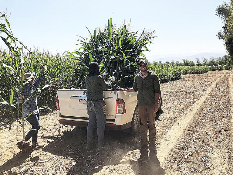 Newly discovered corn trait may help improve crop drought tolerance