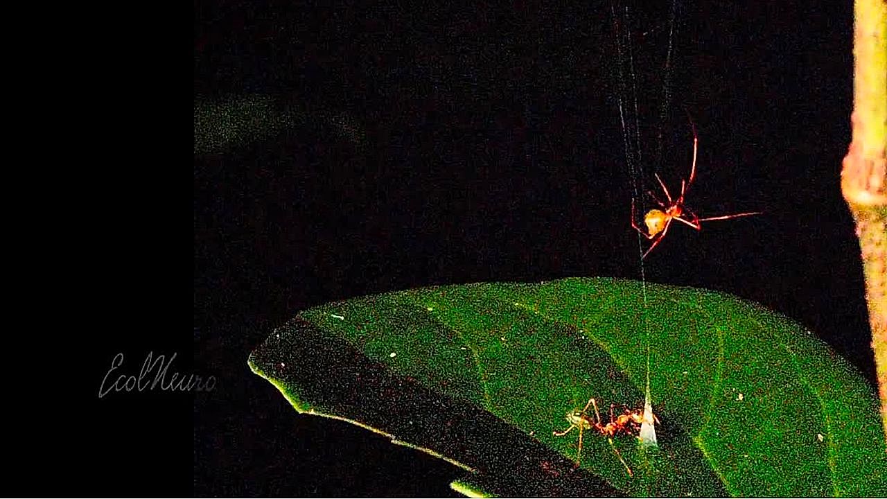 Newly discovered 'ballista spider' uses lethal catapult to catch its preys