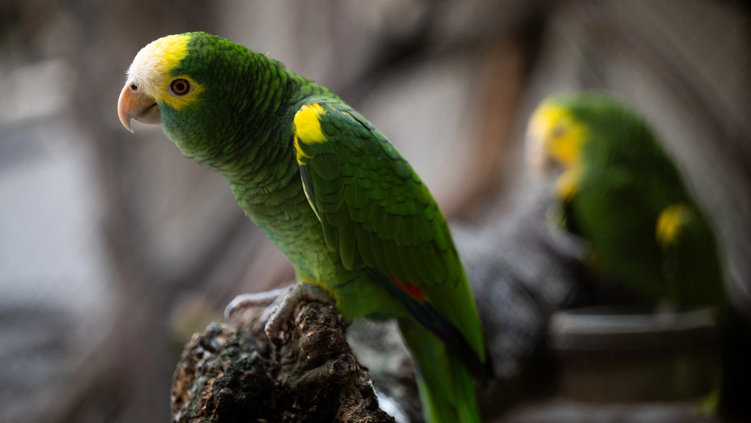 14 pet birds for every type of owner
