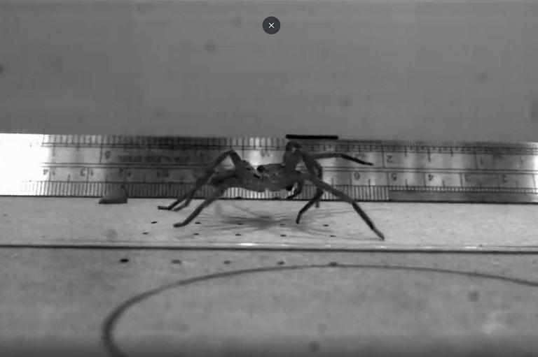 The world's fastest spider tops 3.5 metres per second
