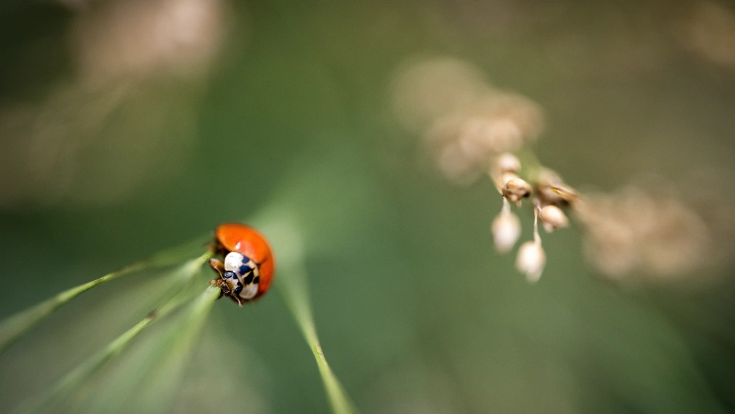8 insects and spiders that look like ladybugs
