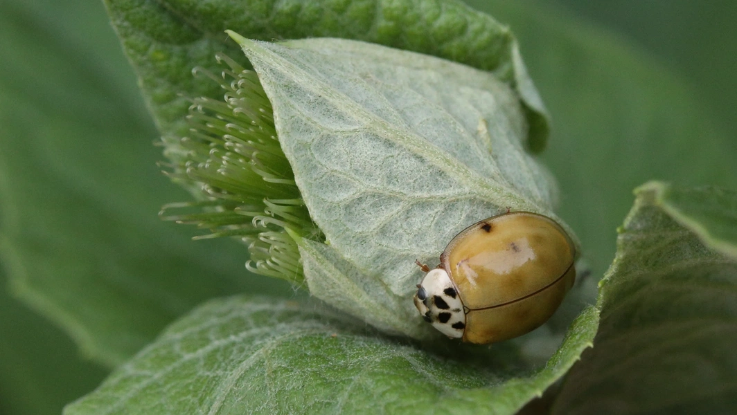 8 insects and spiders that look like ladybugs