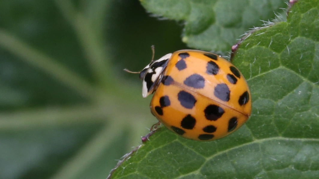 8 insects and spiders that look like ladybugs