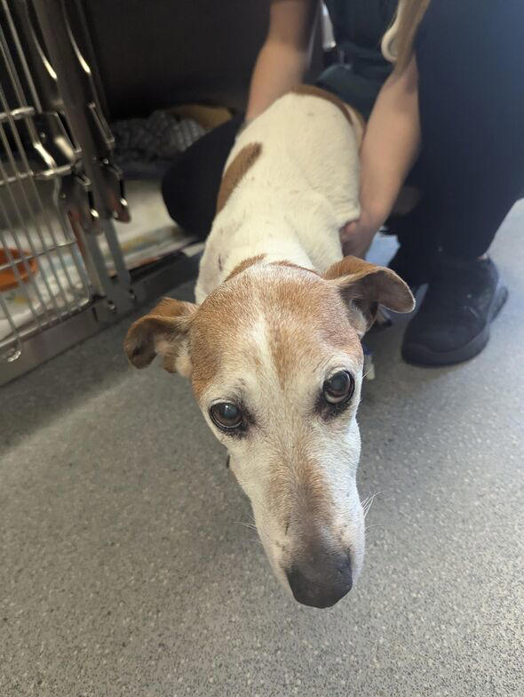 Couple avoid jail after stuffing dog in bin bag and throwing her in canal