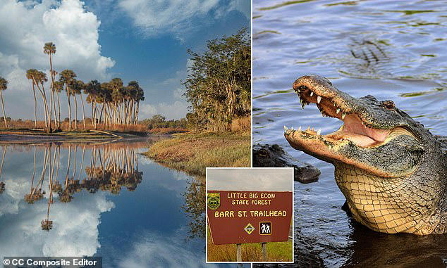 Woman dies after alligator attack in Florida
