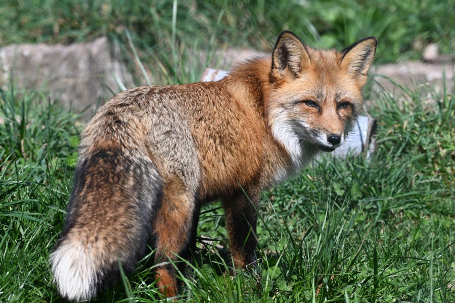 Fox tapeworm found in Pacific Northwest, Washington State University warns