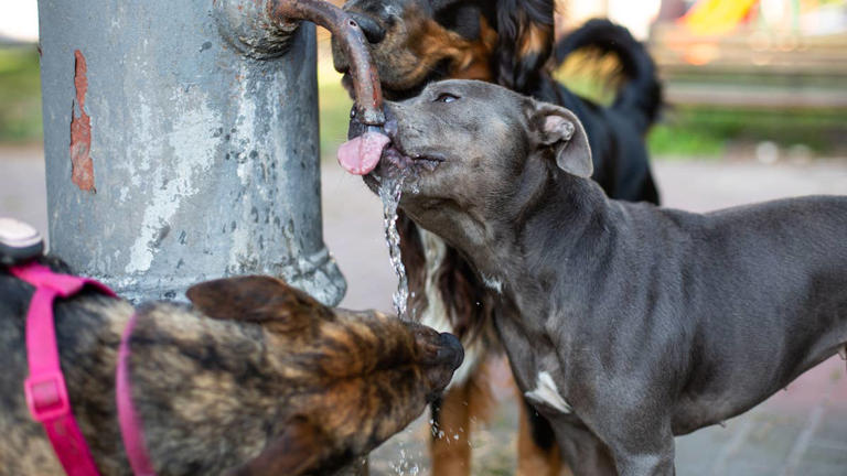 Dangerous heat wave arrives before July 4 — here's the paw test every ...