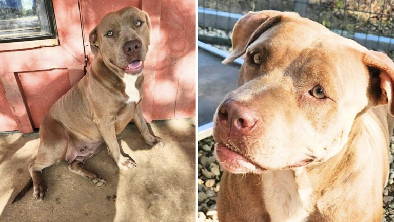 Loving Young Dog Still Waiting For Family After Over Year in Rescue
