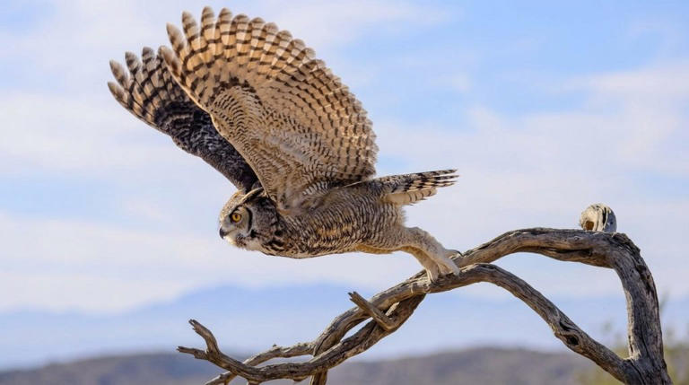 Real creatures that convince people they have entered a fairy tale world