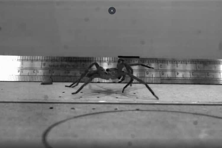 The world's fastest spider tops 3.5 metres per second