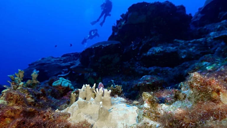Record-high ocean heat could fuel sea level rise and extreme weather on ...