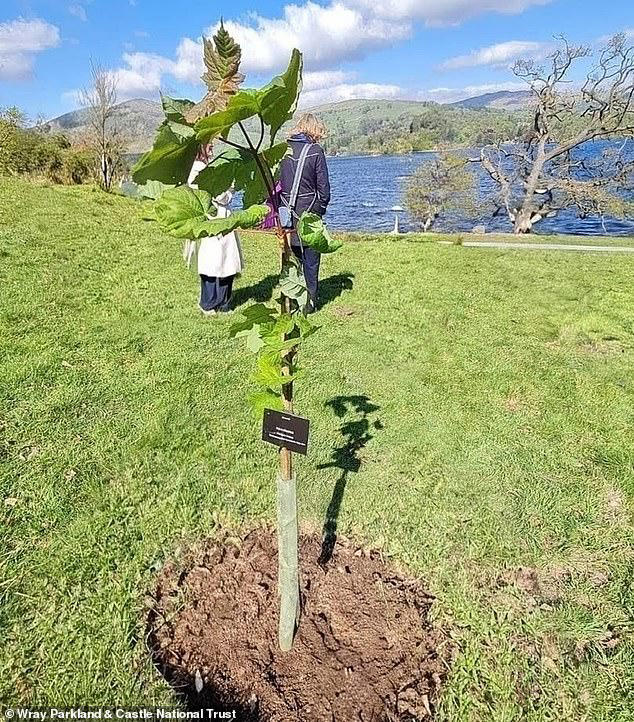 Sycamore Gap sapling is stolen from castle just weeks after being planted