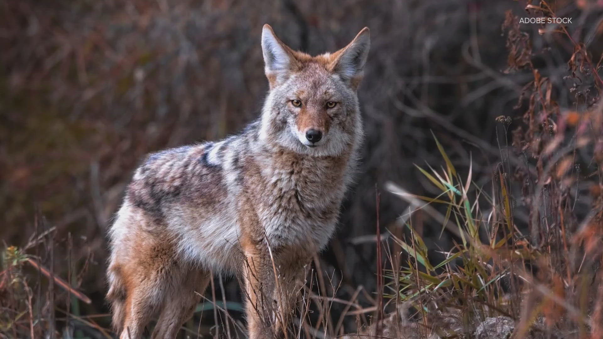 Rare fox tapeworm found in Pacific Northwest, poses risk to humans and ...