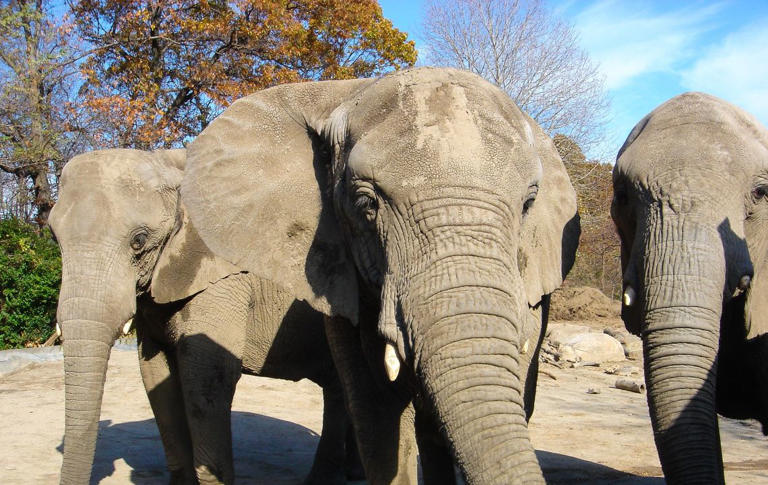 Roger Williams Park Zoo’s elephant trio to move to Tennessee sanctuary