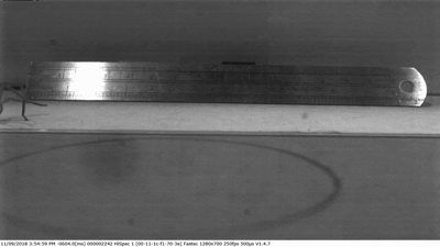 The world's fastest spider tops 3.5 metres per second
