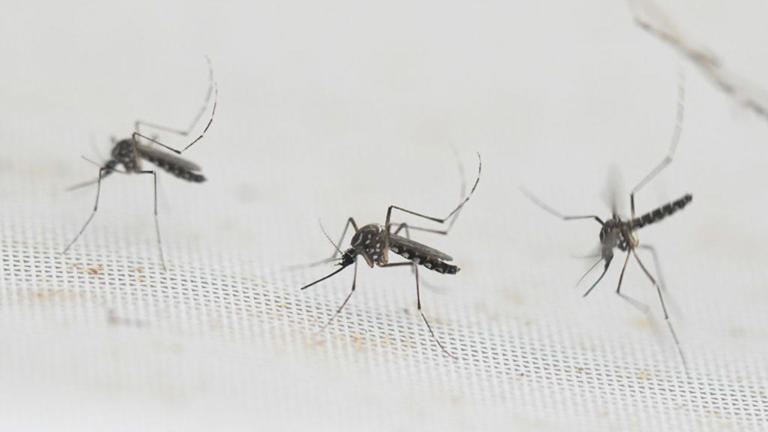 Health officials find West Nile Virus in Grant County, WA mosquitos