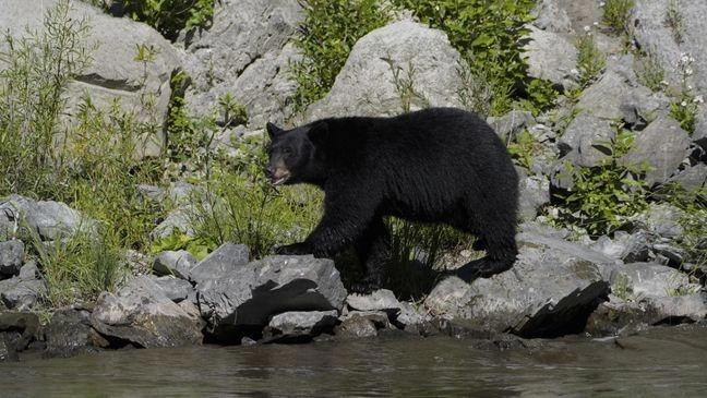 Bear kills small dog at Lake Oroville Recreation Area; State Parks ...