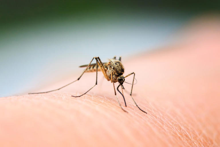 Scratching that bug bite might feel good at first but science says it’s ...