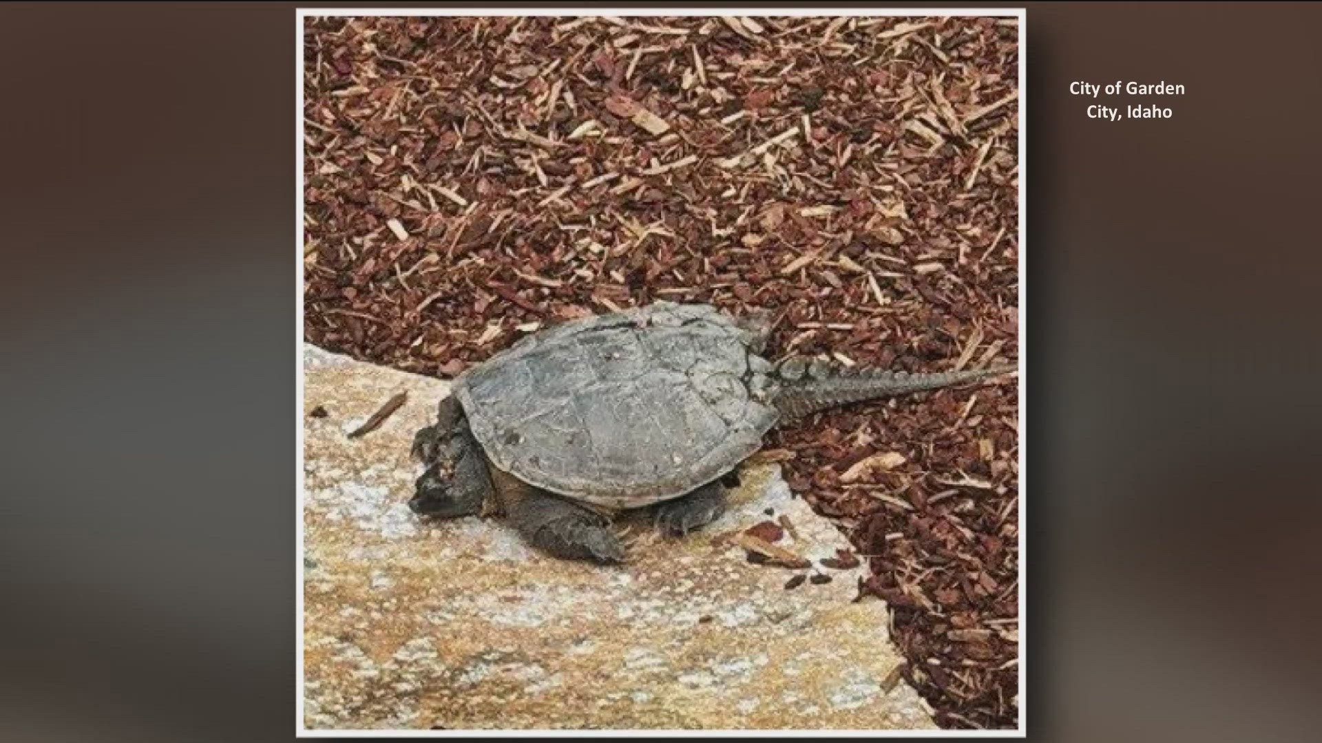 Report sightings of the invasive snapping turtle to Idaho Fish and Game