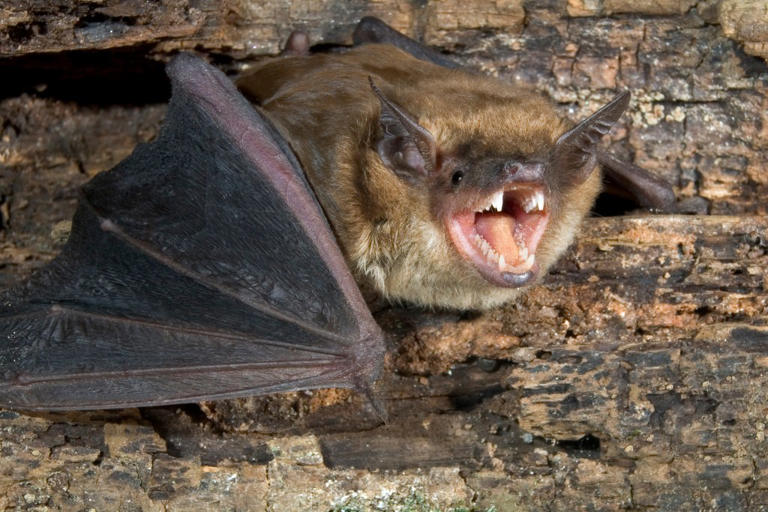 Girl, 6, bit by rabid bat while playing outside home — before brothers ...