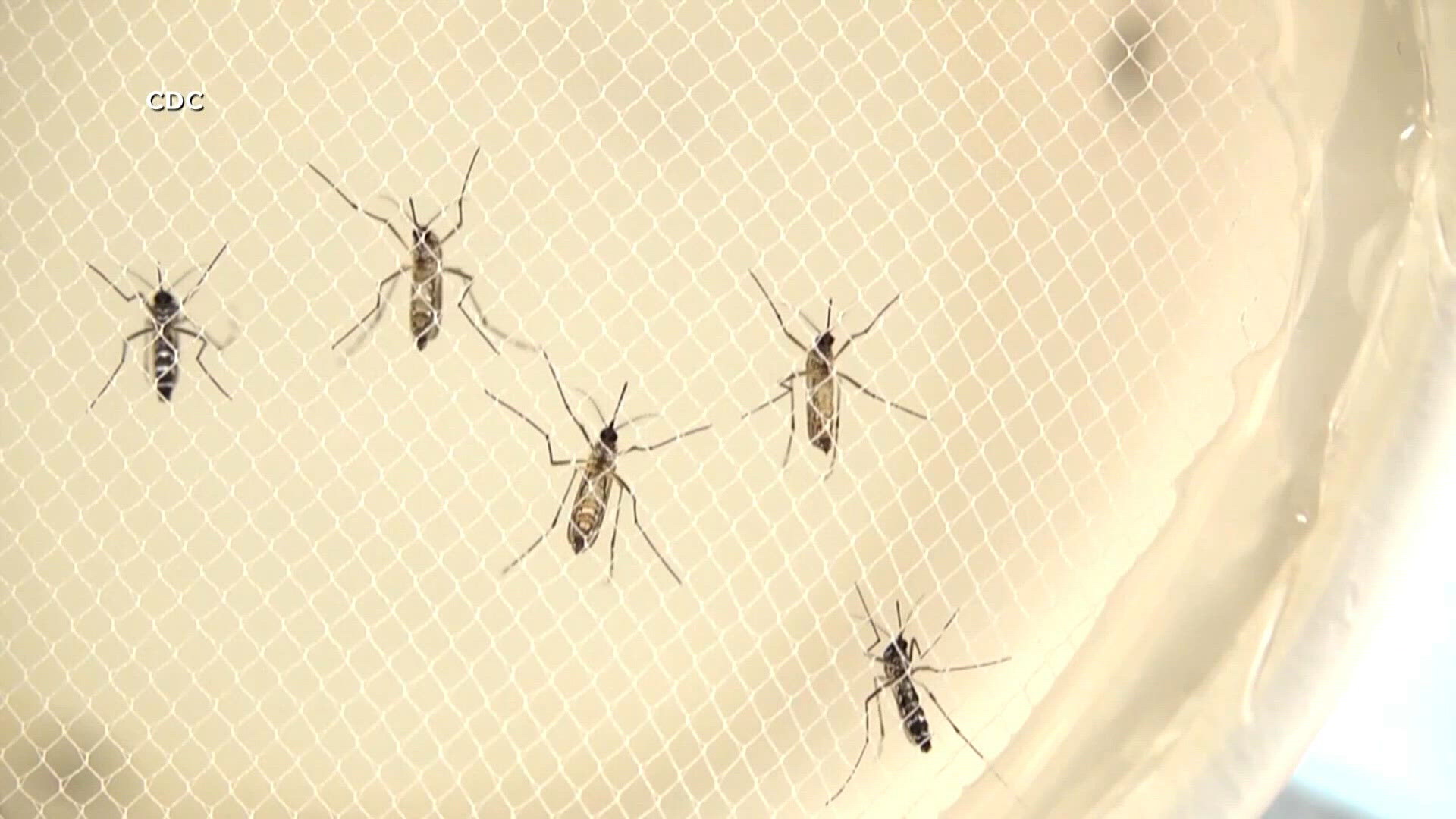 Mosquitoes test positive for West Nile virus in Grant County, says ...