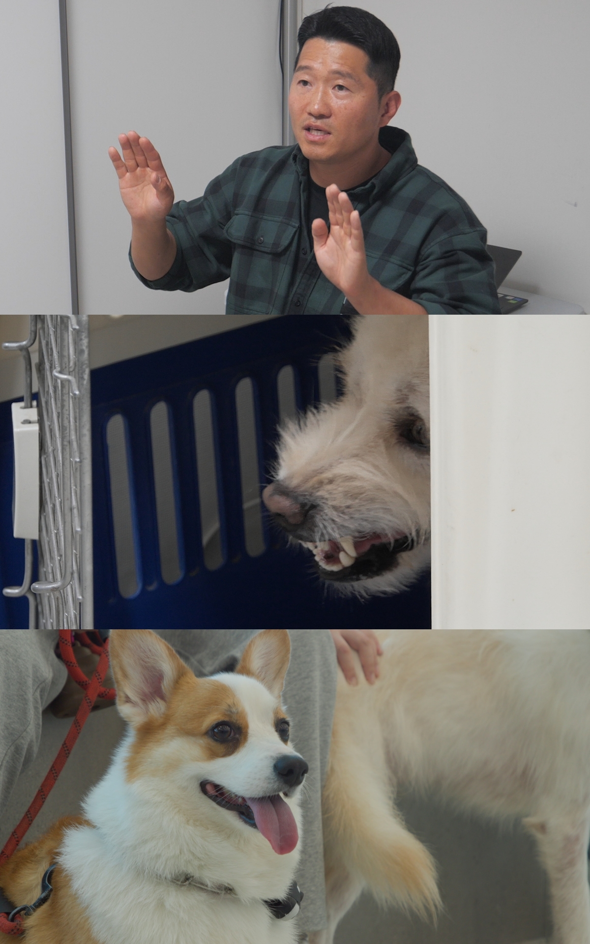 ‘Dog and Wolf Time 2’ The two faces of a gentle dog who tore the eye of ...