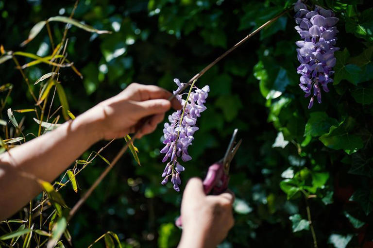 Gardens will flourish if you prune 9 plants in July
