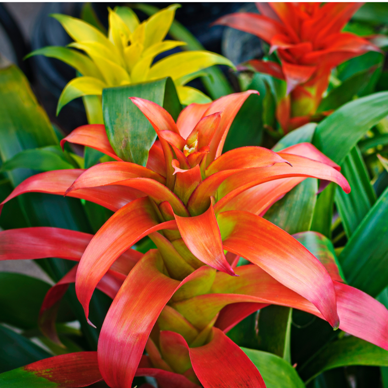 Put this flowering houseplant beside your bananas to encourage a second ...
