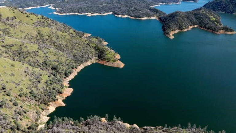 Bear kills small dog at Lake Oroville Recreation Area; State Parks ...