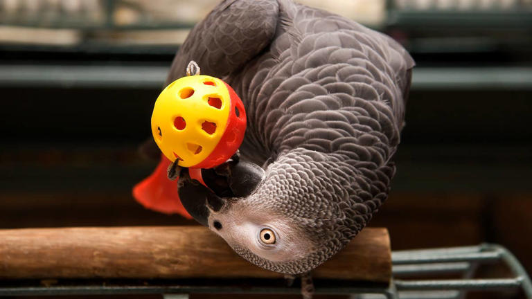 African grey parrot's play session gives major 'Angry Birds' vibes