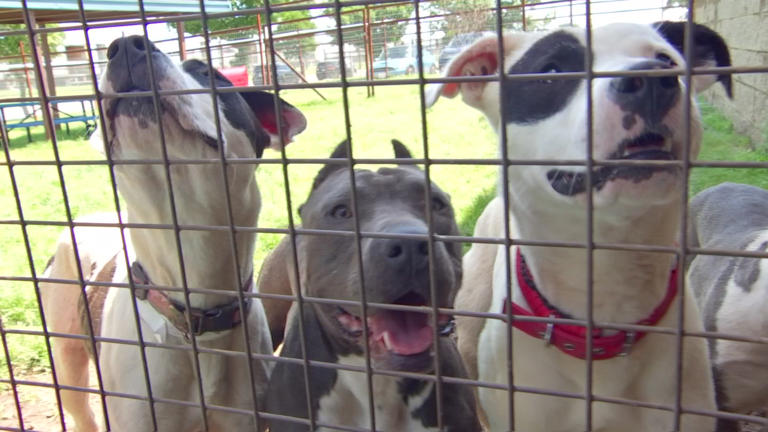 Mobile vet clinic launched in west San Fernando Valley to spay/neuter ...