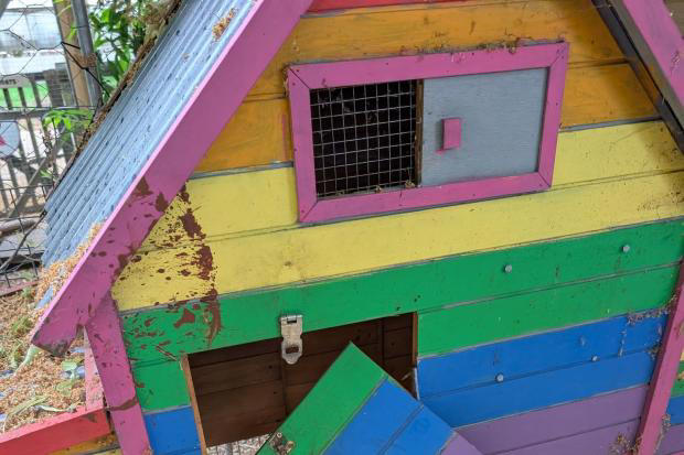 Chickens killed after vandals break into community farm and release animals