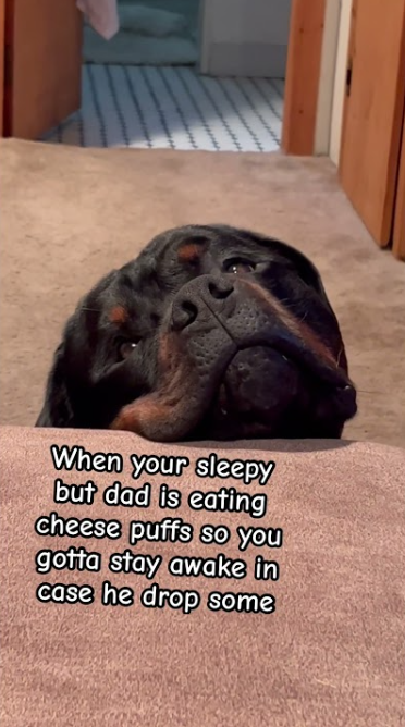 Anything for some crumbs funny Rottweiler moment
