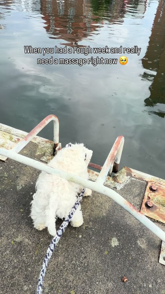 Cold weather debate with a very stubborn Westie