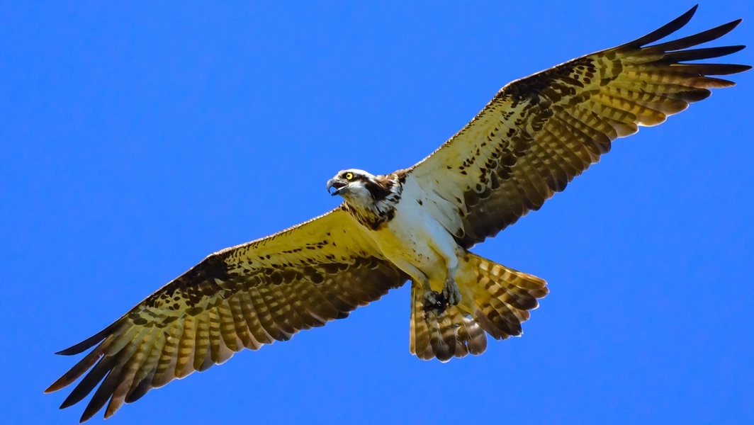 Oregon’s osprey: Appearance, habitat, and conservation