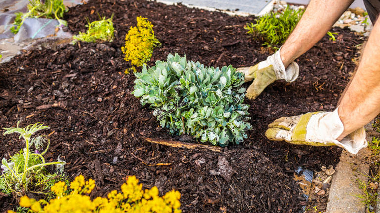 Skip gravel and mulch — there's a cheaper way to help block out weeds