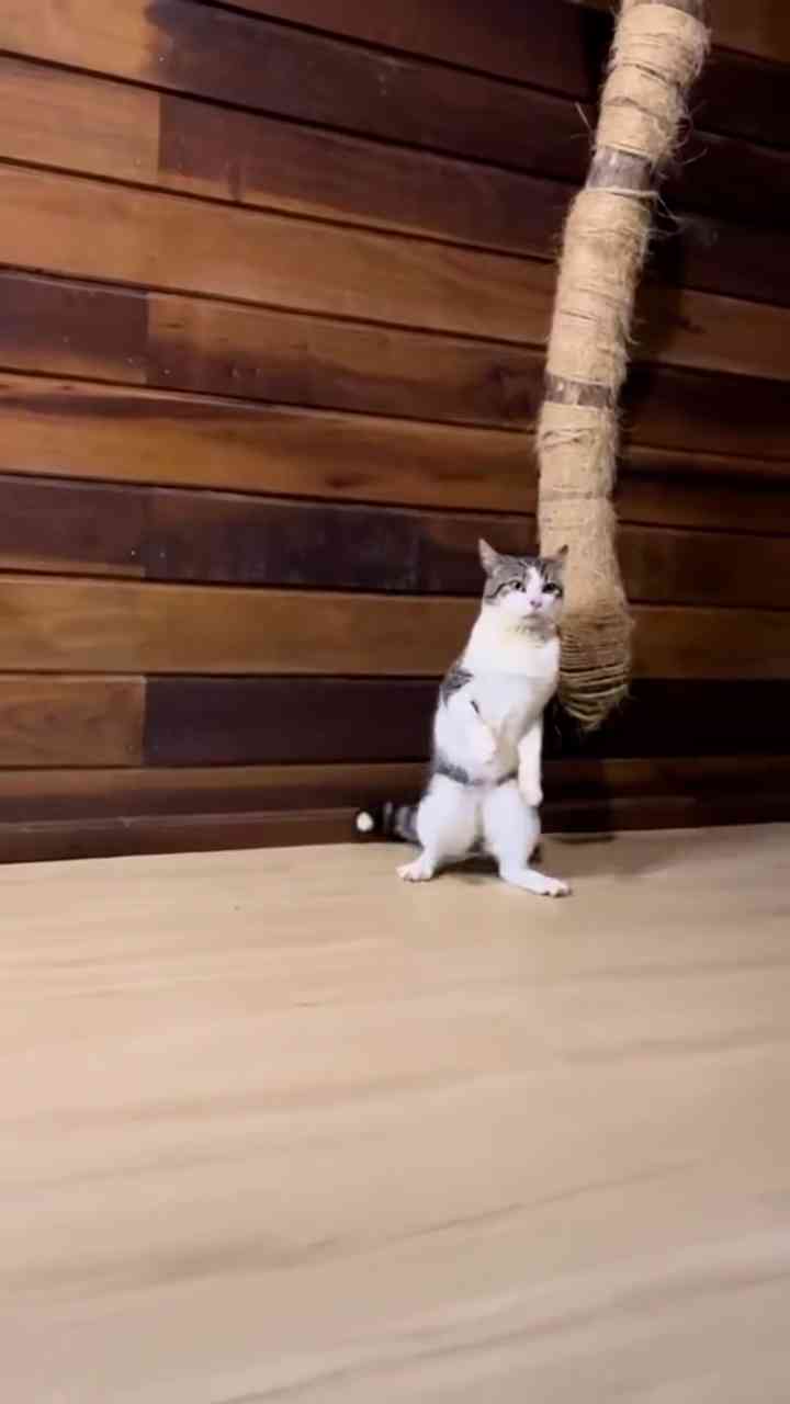 POV: I think my tuxedo cat just unlocked his inner martial arts master ...