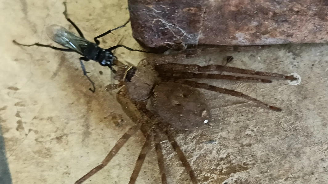 Scientists warn of cascading effects if spiders vanish