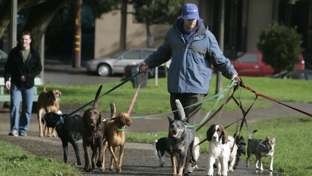 12 insights into San Francisco's dog trends