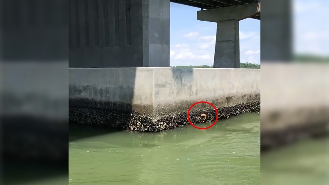 A family spotted a creature clinging to the rocks and rushed to help