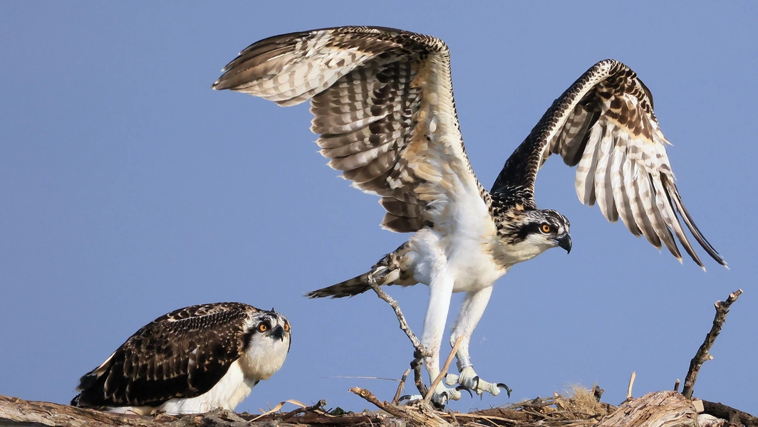Oregon’s osprey: Appearance, habitat, and conservation