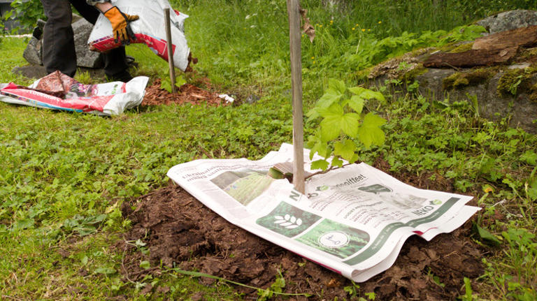 Skip gravel and mulch — there's a cheaper way to help block out weeds